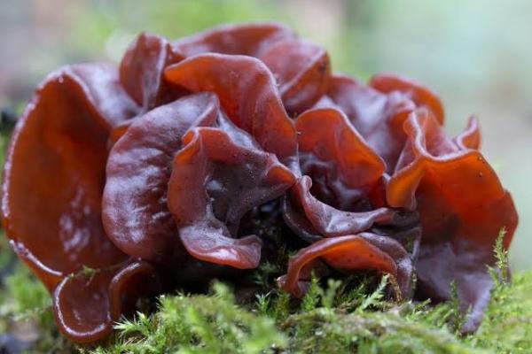 Mau Tahu Dunia Jamur? Ini Jenis dan Kandungan Nutrisinya